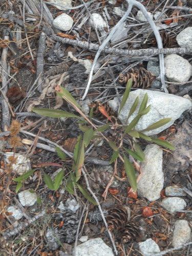 Yellow beardtongue (Penstemon confertus) Care Guide: Pests, Diseases ...