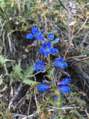 Wasatch Penstemon (Penstemon cyananthus) Care Guide: Pests, Diseases ...