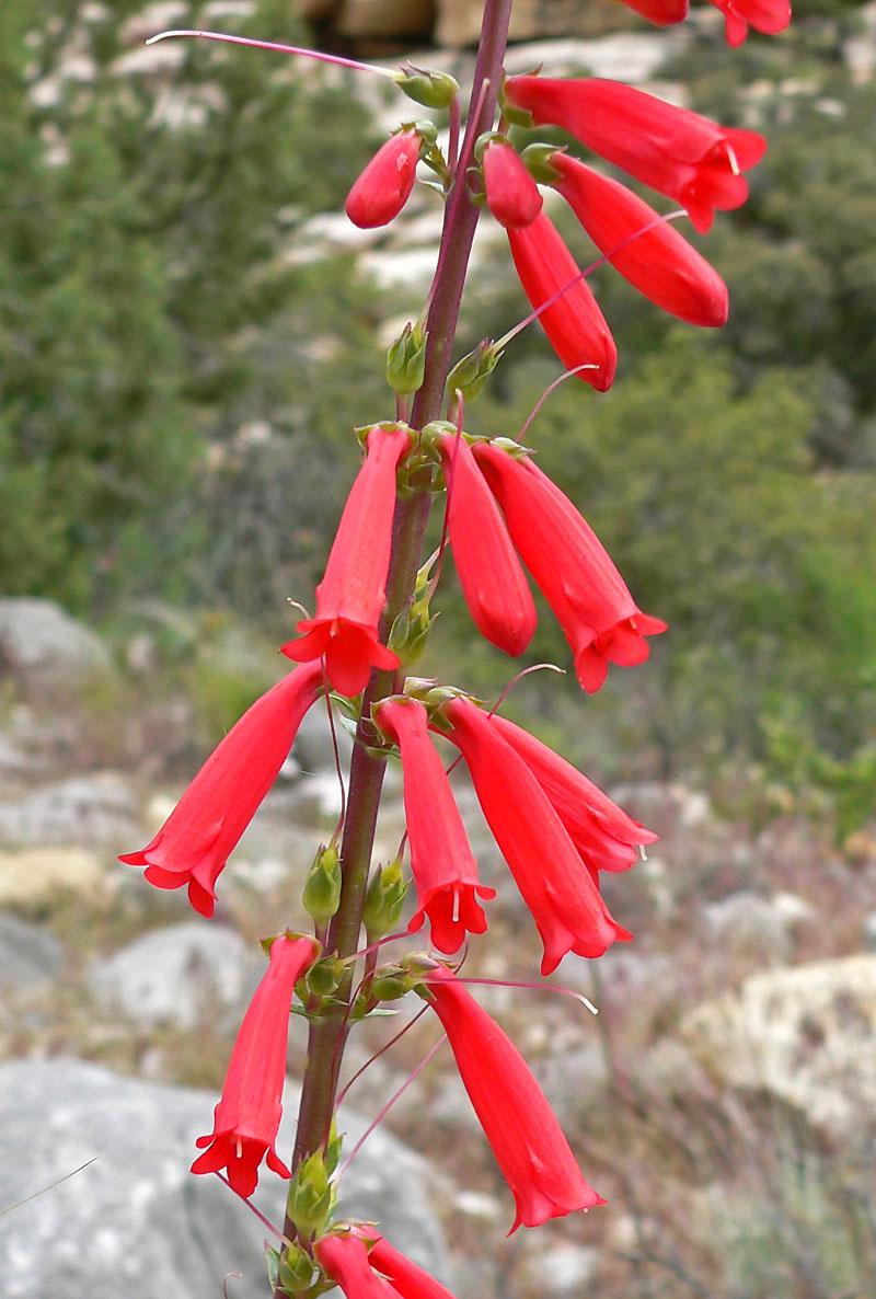 Firecracker penstemon (Penstemon eatonii) Care Guide: Pests, Diseases ...