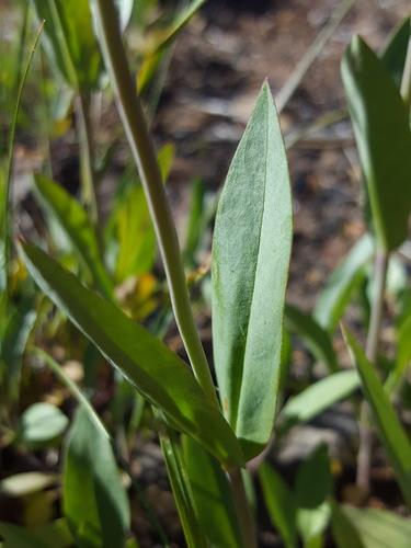 Glaucous beardtongue (Penstemon euglaucus) Care Guide: Pests, Diseases ...