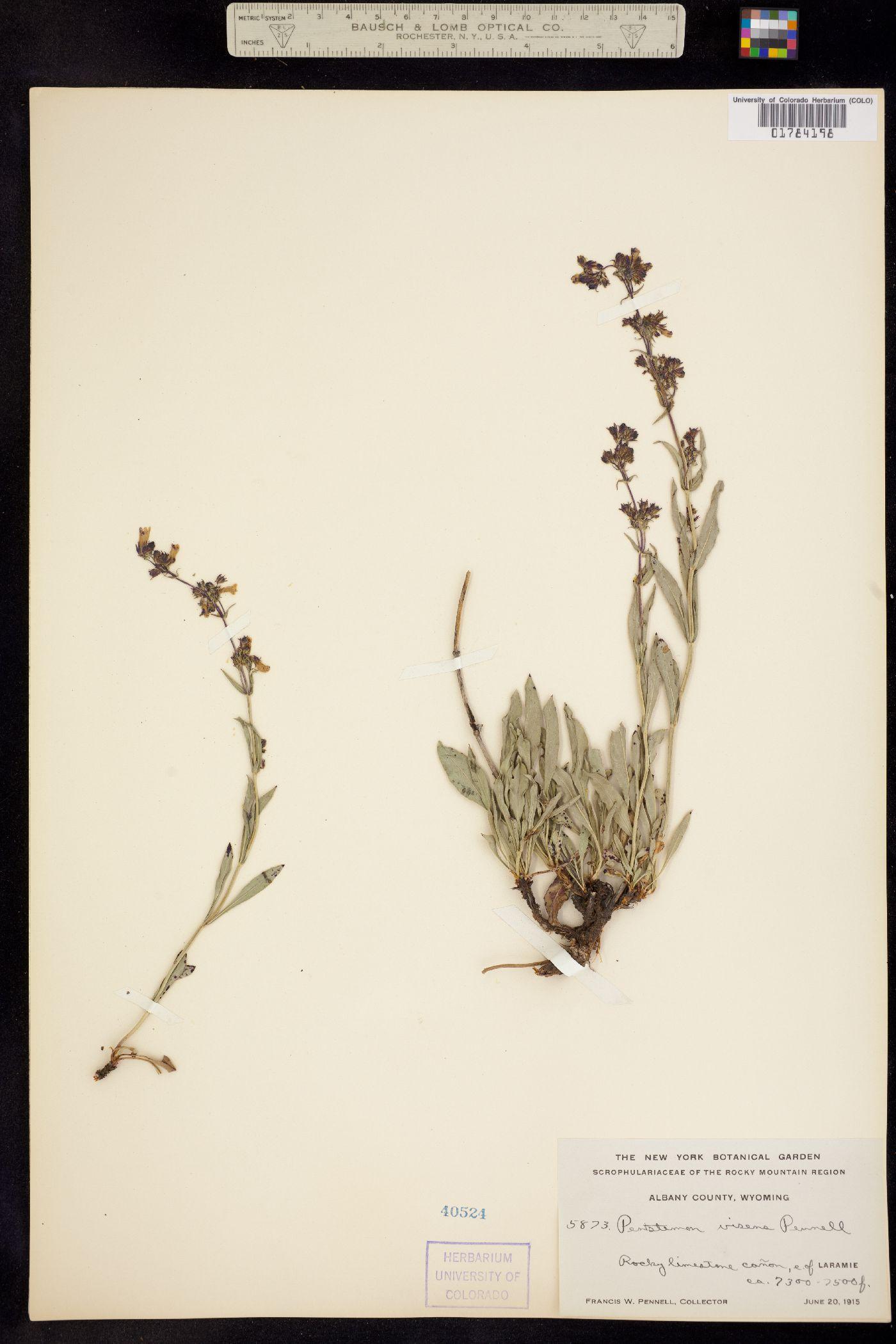Front range beardtongue (Penstemon virens) Care Guide: Pests, Diseases ...
