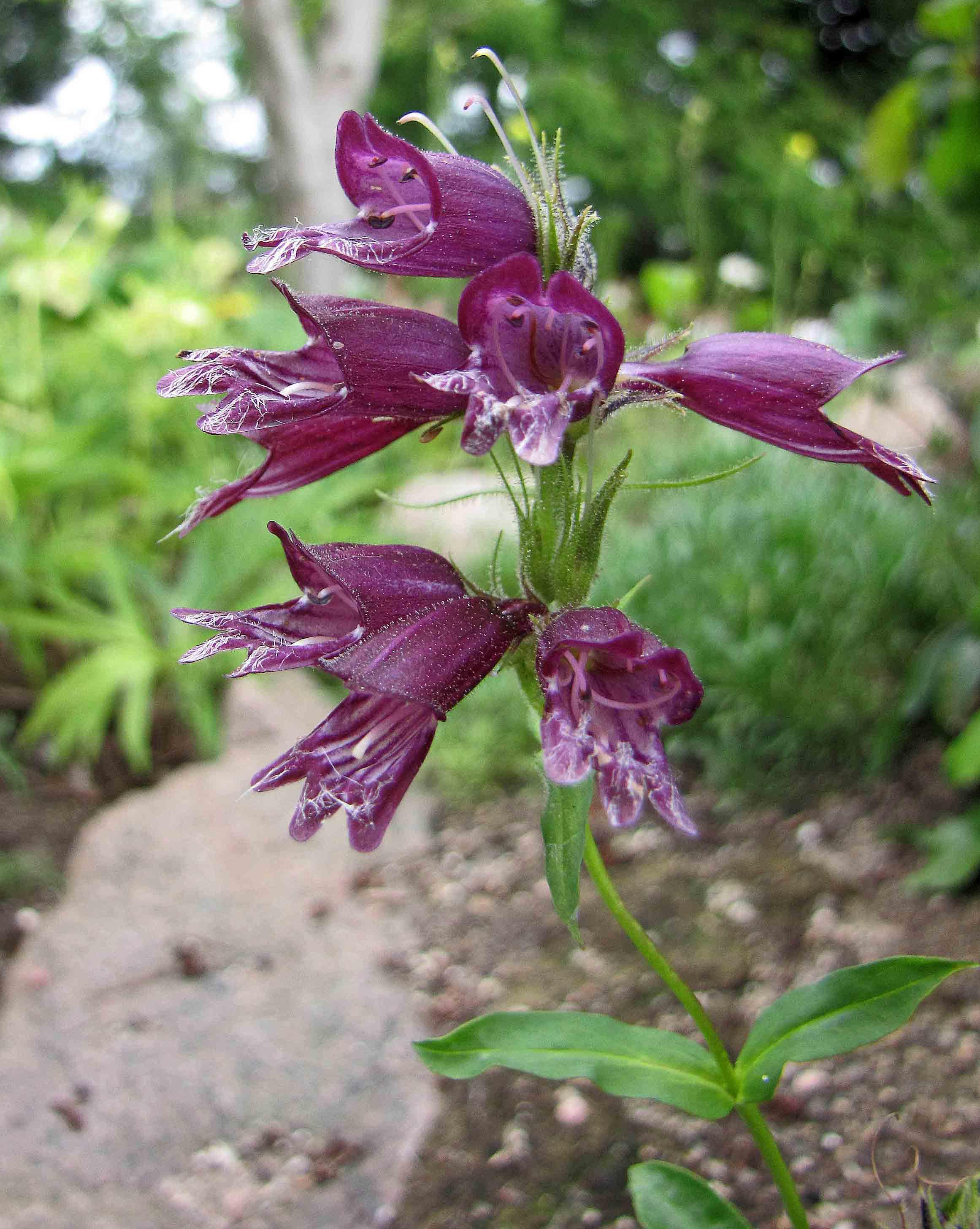 Whipple's penstemon (Penstemon whippleanus) Care Guide: Pests, Diseases ...
