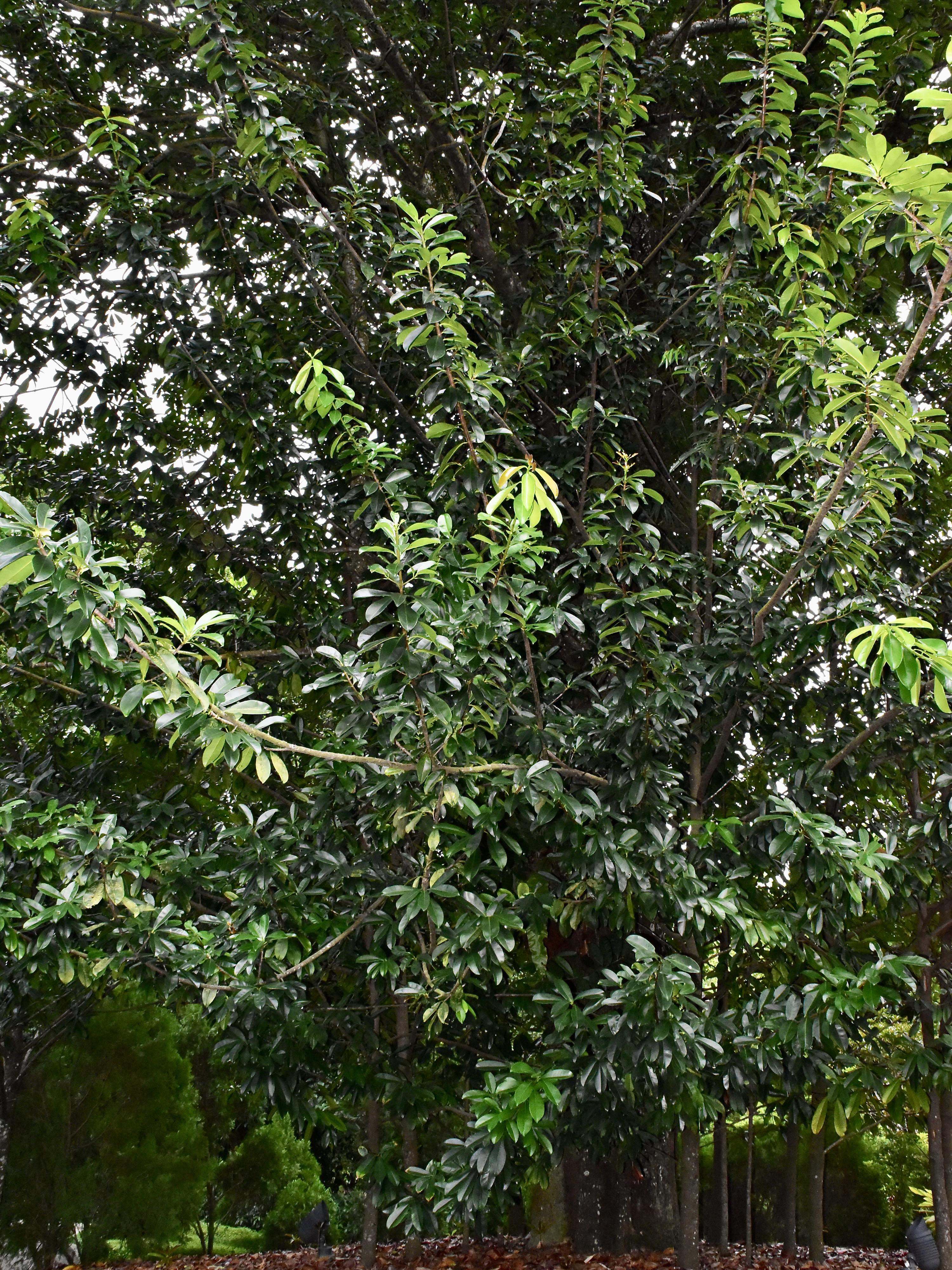 Butter tree (Pentadesma butyracea) Care Guide: Pests, Diseases ...