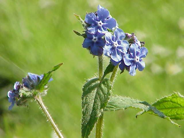 Evergreen bugloss (Pentaglottis sempervirens) Care Guide: Pests ...