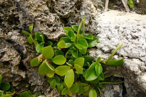 Peperomia pallida (Peperomia pallida) Care Guide: Pests, Diseases ...