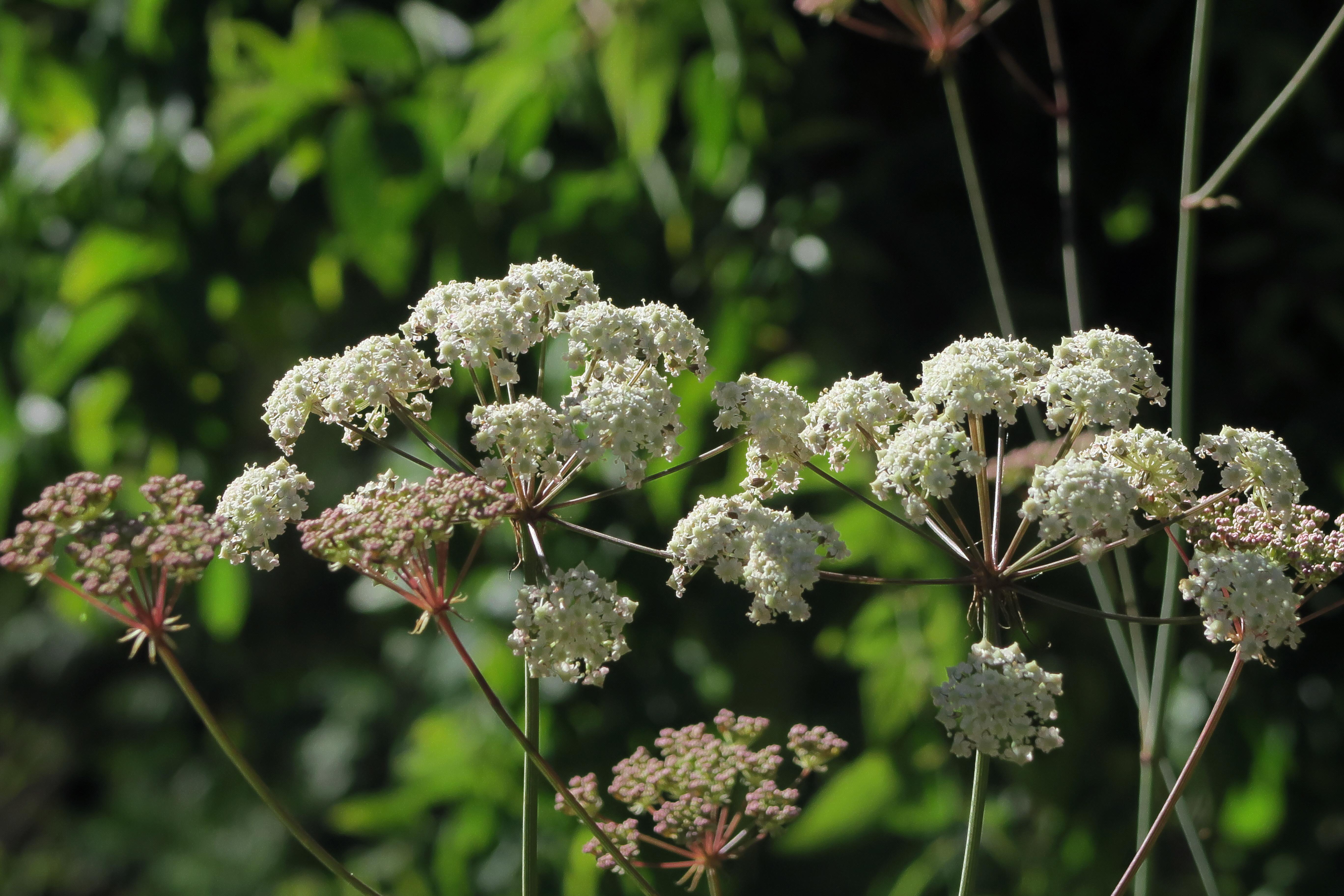 How to Prune Kellogg's yampah: Complete Pruning Guide | PlantJoy