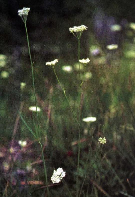 Parish's yampah (Perideridia parishii) Care Guide: Pests, Diseases ...