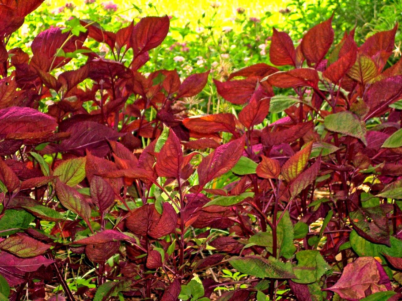 Perilla (Perilla) (Perilla) Care Guide: Pests, Diseases, Watering ...