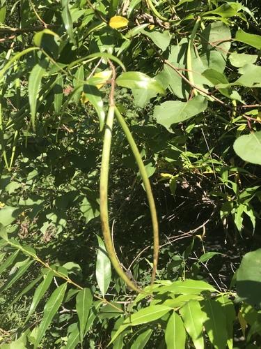 Chinese silk vine (Periploca sepium) Care Guide: Pests, Diseases ...
