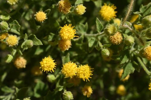 Springdale rockdaisy (Perityle tenella) Care Guide: Pests, Diseases ...