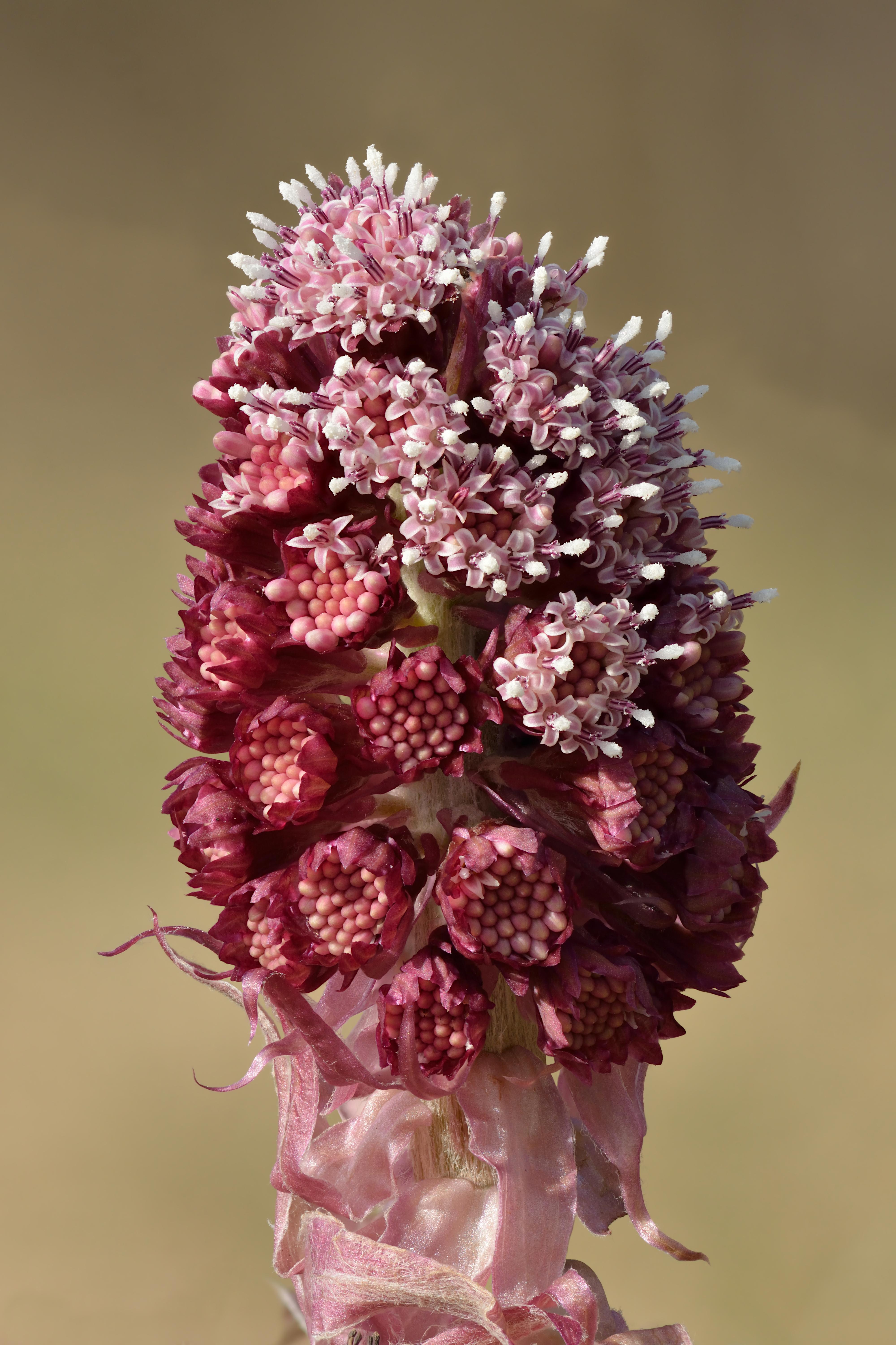 Butterbur (Petasites hybridus) Care Guide: Pests, Diseases, Watering ...