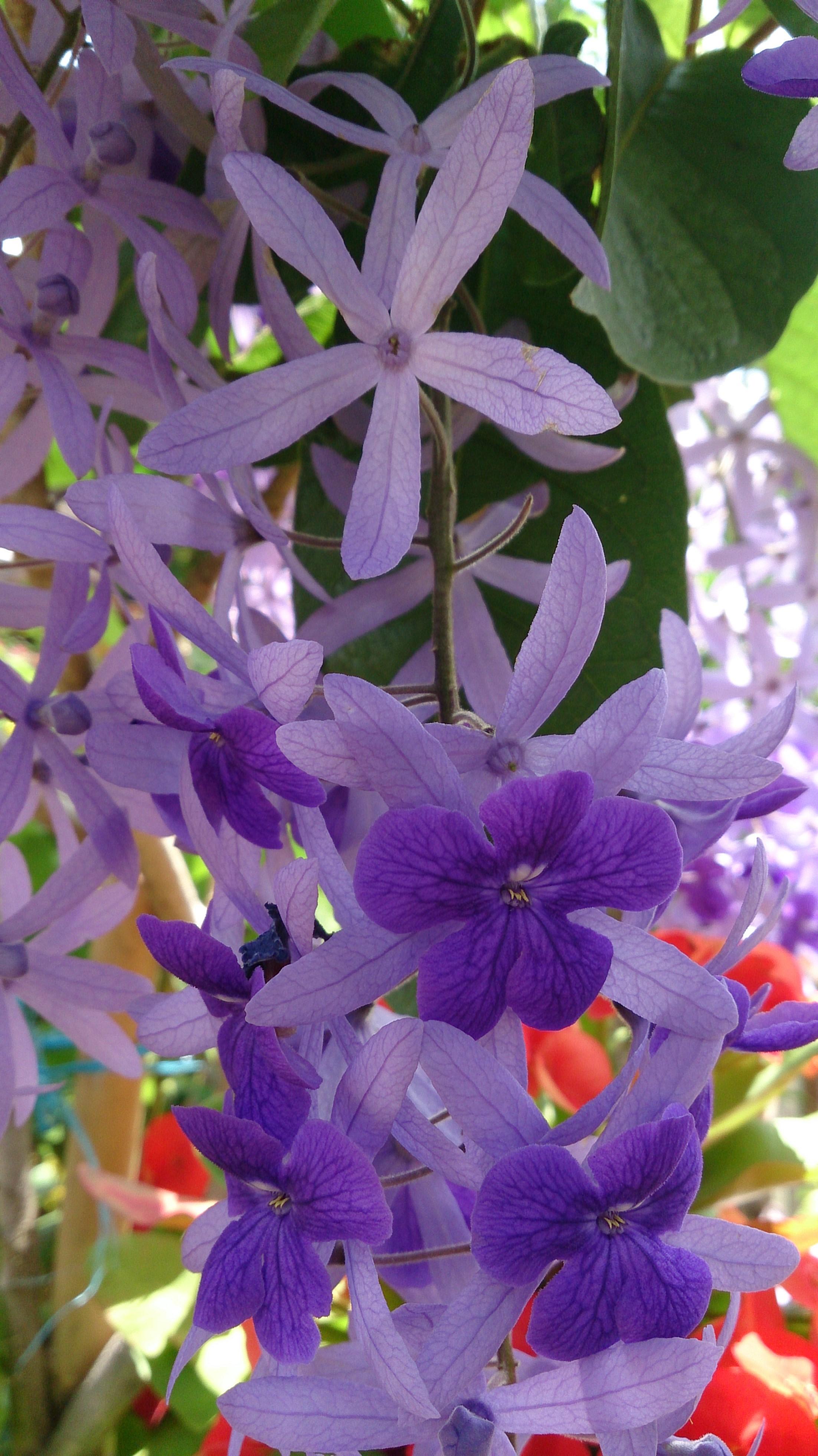 Petrea (Petrea) (Petrea) Care Guide: Pests, Diseases, Watering ...
