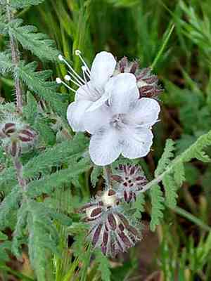 How to Propagate Distant phacelia: Complete Propagation Guide ...