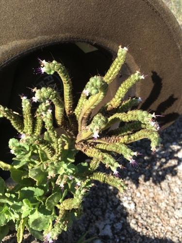Gypsum phacelia (Phacelia integrifolia) Care Guide: Pests, Diseases ...