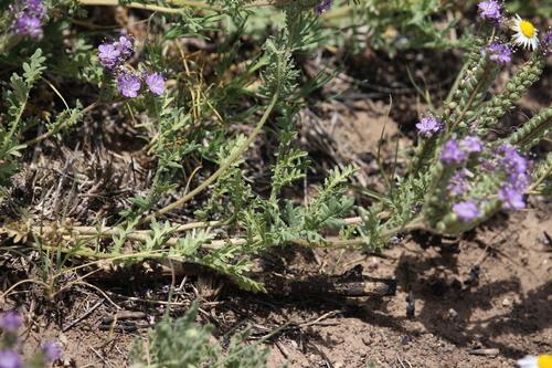 Pope's phacelia (Phacelia popei) Care Guide: Pests, Diseases, Watering ...