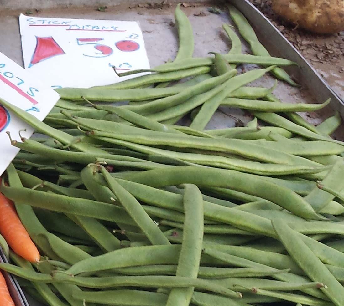 Scarlet runner (Phaseolus coccineus) Care Guide: Pests, Diseases ...