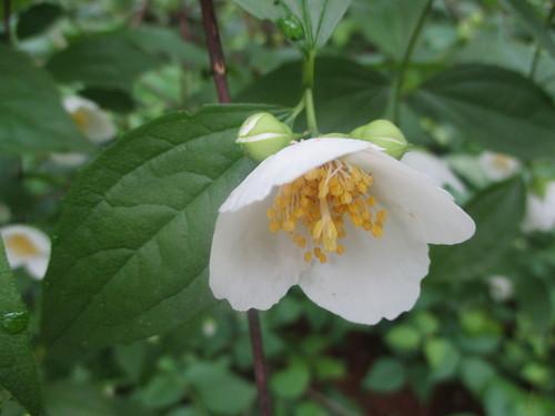 Scentless mock orange (Philadelphus inodorus) Care Guide: Pests ...