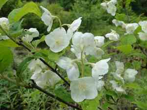 How to Prune Korean mock-orange: Complete Pruning Guide | PlantJoy