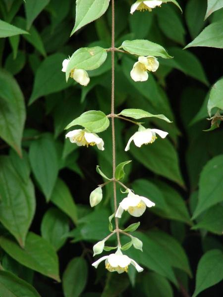Mock oranges (Philadelphus) (Philadelphus) Care Guide: Pests, Diseases ...