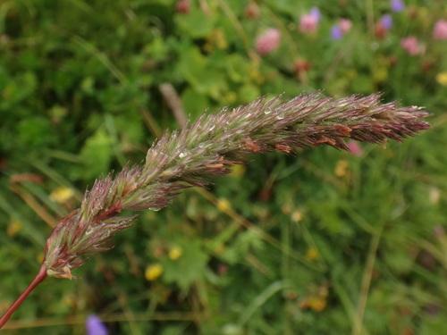 Phleum hirsutum (Phleum hirsutum) Care Guide: Pests, Diseases, Watering ...