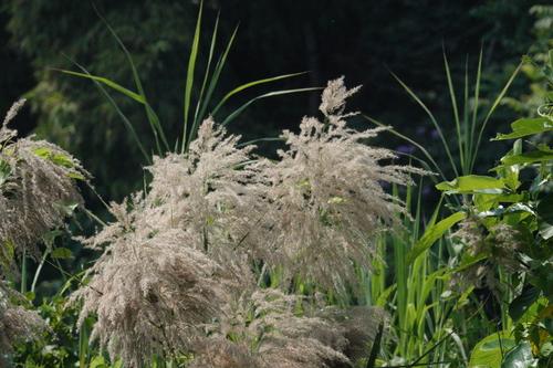 Khagra (Phragmites karka) Care Guide: Pests, Diseases, Watering ...