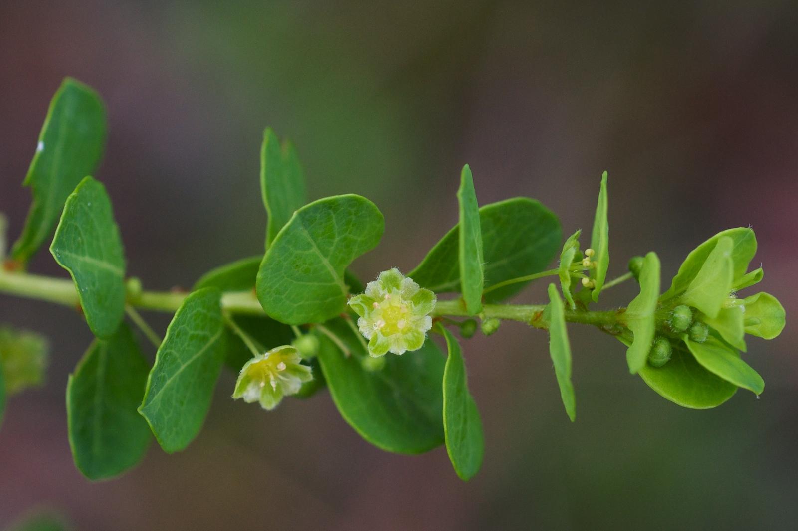 Missouri maidenbush (Phyllanthopsis phyllanthoides) Care Guide: Pests ...
