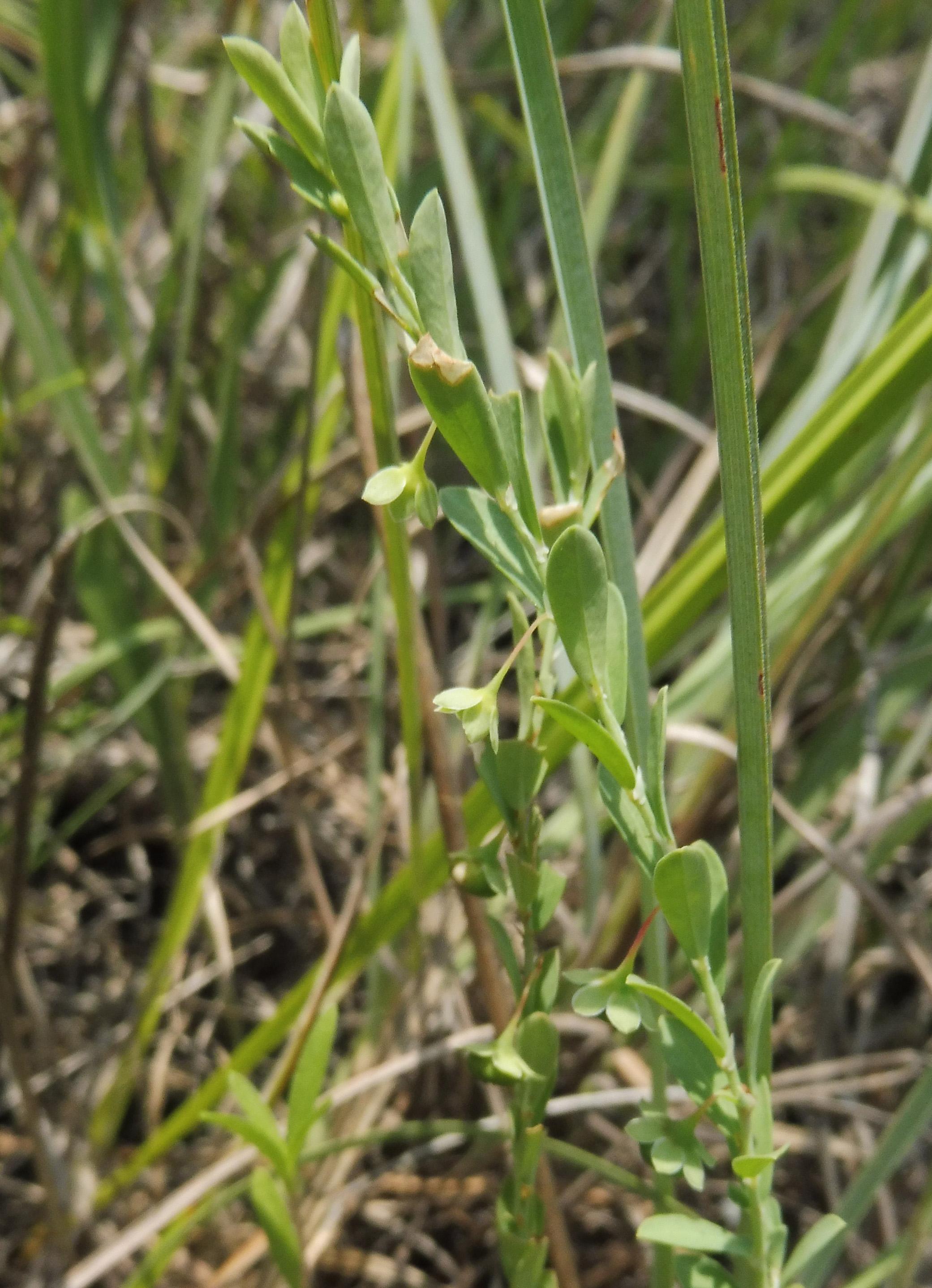 Smartweed leaf-flower (Phyllanthus polygonoides) Care Guide: Pests ...