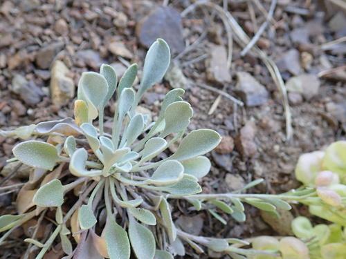 Washington twinpod (Physaria alpestris) Care Guide: Pests, Diseases ...