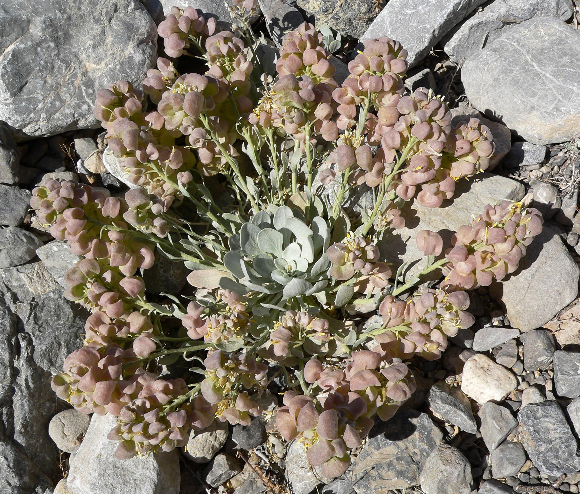 Chambers' twinpod (Physaria chambersii) Care Guide: Pests, Diseases ...