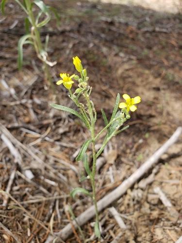 Straight bladderpod (Physaria rectipes) Care Guide: Pests, Diseases ...