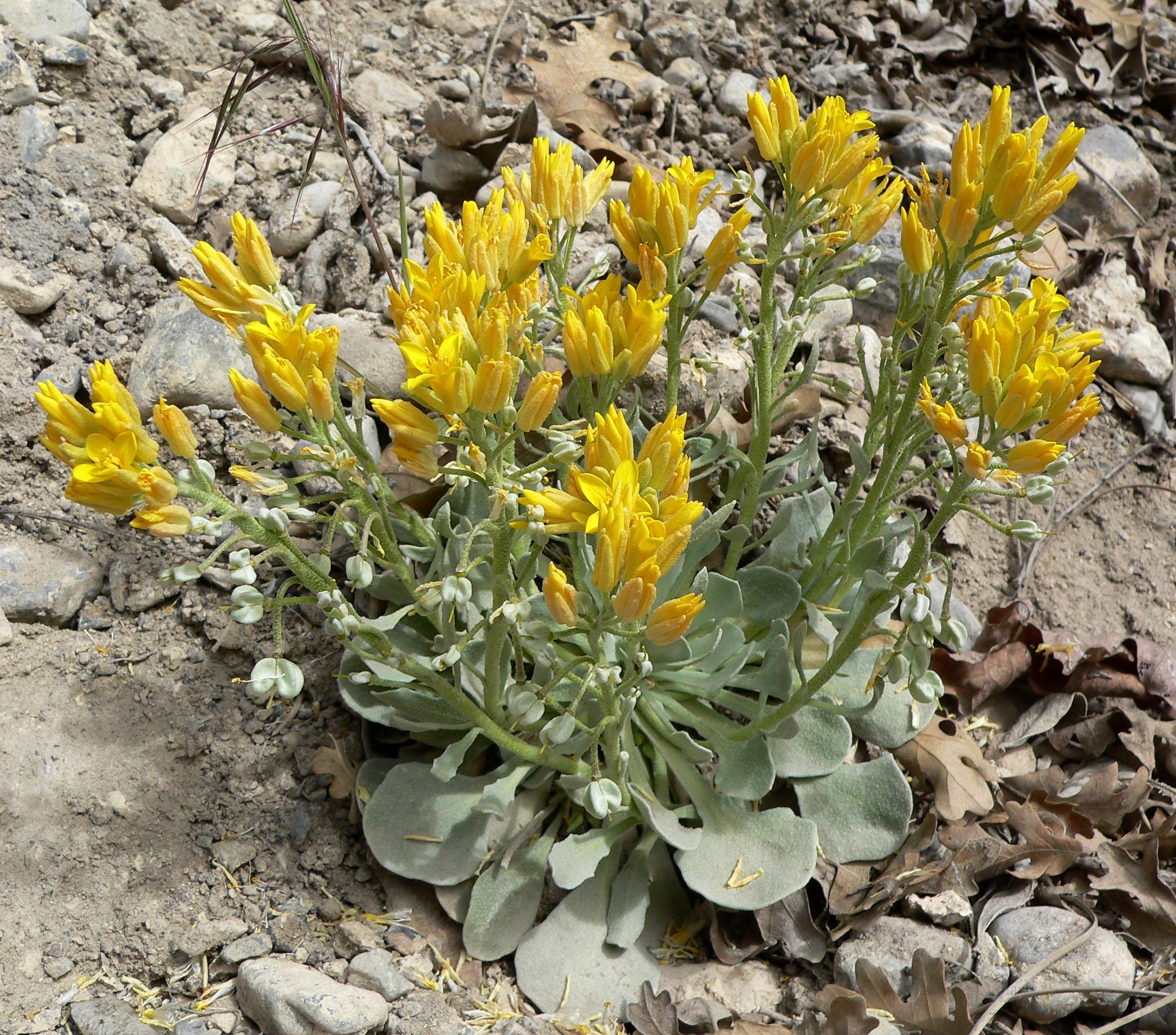 Physaria (Physaria) (Physaria) Care Guide: Pests, Diseases, Watering ...