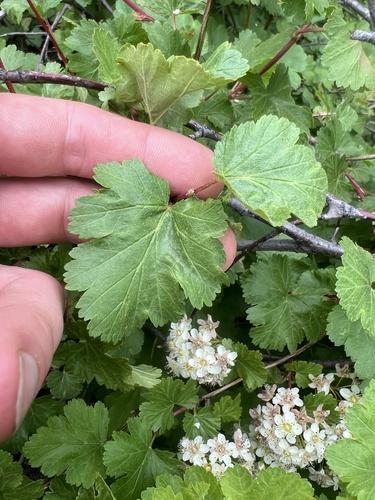 Mountain ninebark (Physocarpus monogynus) Care Guide: Pests, Diseases ...