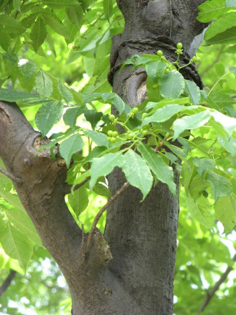 Nigaki (Picrasma quassioides) Care Guide: Pests, Diseases, Watering ...