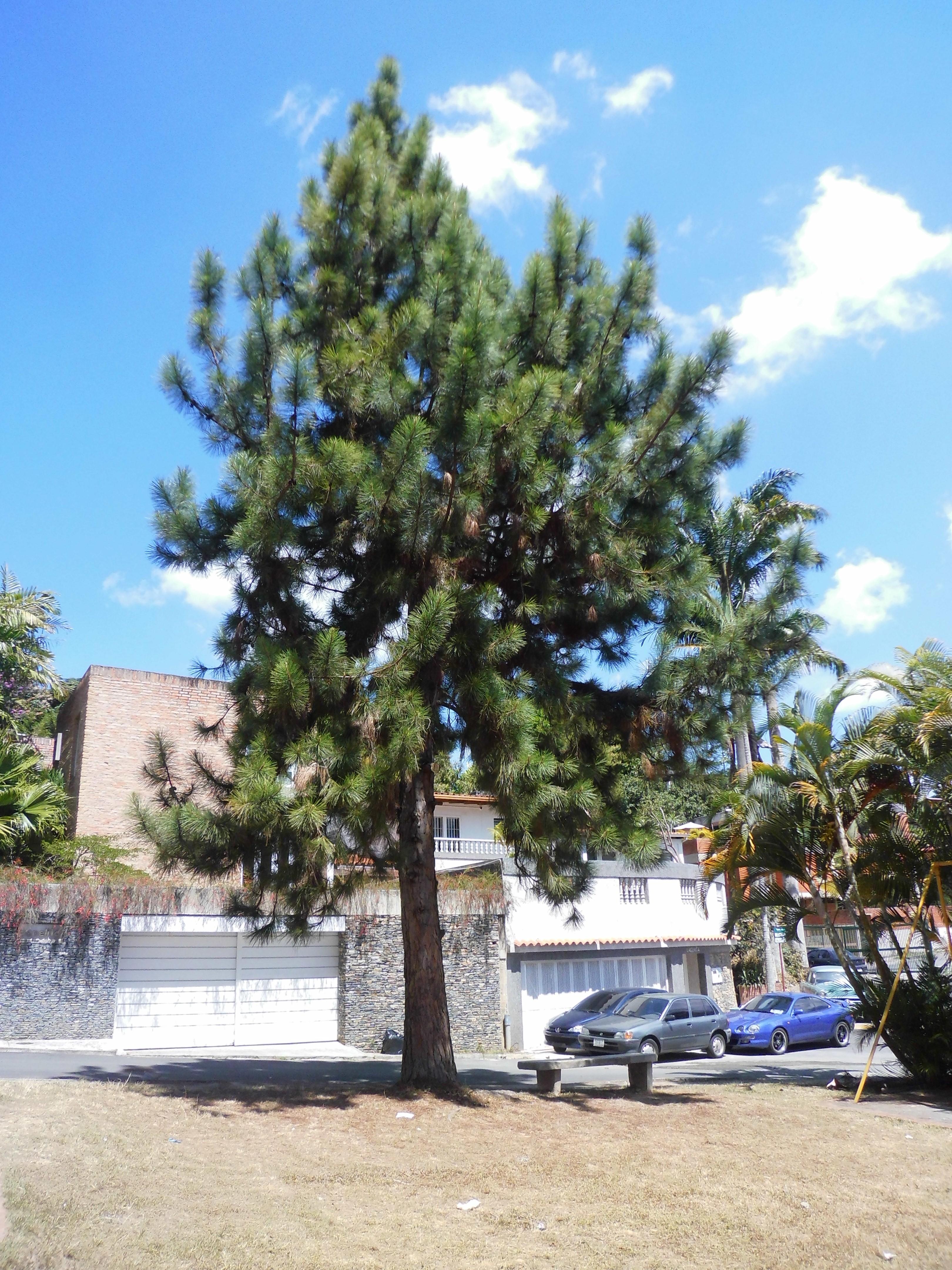 Caribbean pine (Pinus caribaea) Care Guide: Pests, Diseases, Watering ...