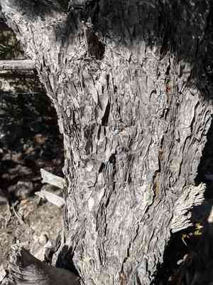 Mexican pinyon (Pinus cembroides) Care Guide: Pests, Diseases, Watering ...