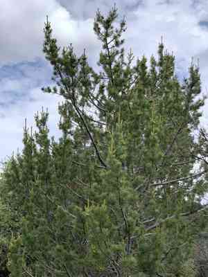Mexican pinyon (Pinus cembroides) Care Guide: Pests, Diseases, Watering ...