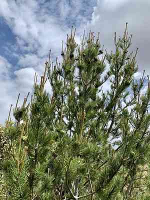 Mexican pinyon (Pinus cembroides) Care Guide: Pests, Diseases, Watering ...