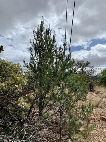 Mexican pinyon (Pinus cembroides) Care Guide: Pests, Diseases, Watering ...