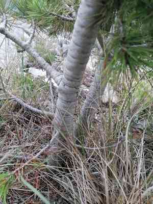 Mexican pinyon (Pinus cembroides) Care Guide: Pests, Diseases, Watering ...