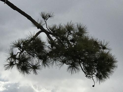 Apache pine (Pinus engelmannii) Care Guide: Pests, Diseases, Watering ...