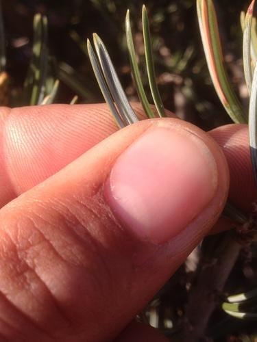 Parry pinyon (Pinus quadrifolia) Care Guide: Pests, Diseases, Watering ...