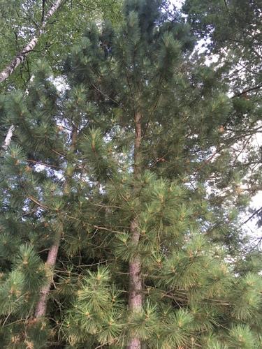 Optimal Soil for Growing Red pine: What You Need to Know | ForwardPlant