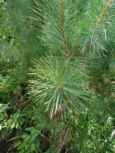 How to Propagate Taiwan red pine: Complete Propagation Guide | ForwardPlant