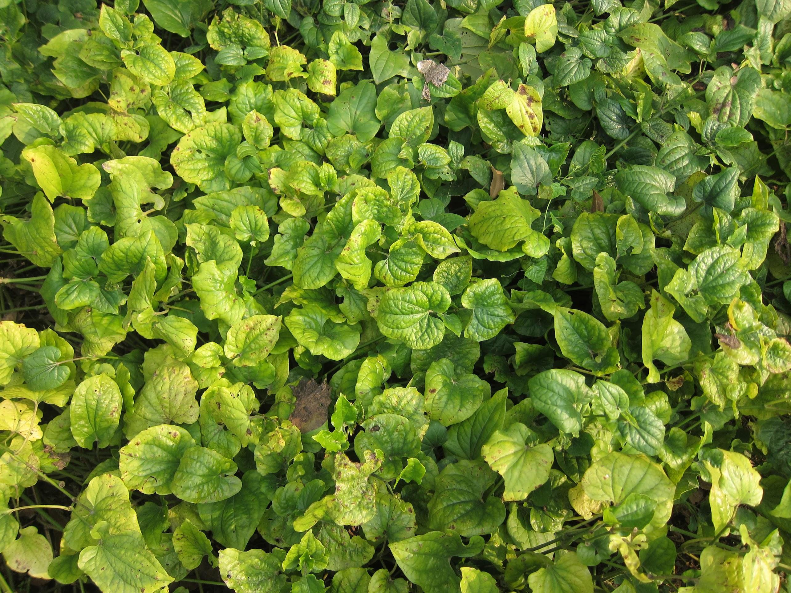 Indian long pepper (Piper longum) Care Guide: Pests, Diseases, Watering ...