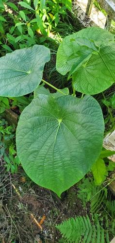 pariparoba (Piper peltatum) Care Guide: Pests, Diseases, Watering ...