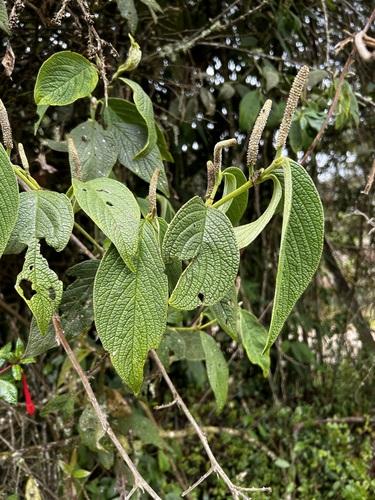 Pepper plants (Piper) (Piper) Care Guide: Pests, Diseases, Watering ...