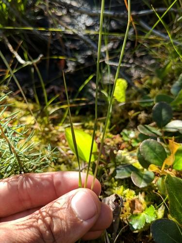 Canadian ricegrass (Piptatheropsis canadensis) Care Guide: Pests ...
