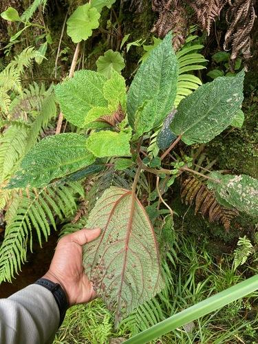 Red pipturus (Pipturus ruber) Care Guide: Pests, Diseases, Watering ...