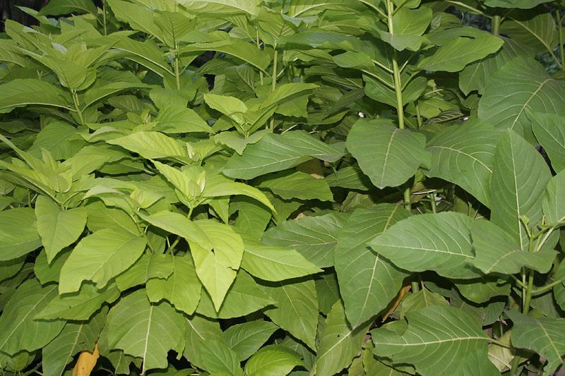 Catchbirdtrees (Pisonia) (Pisonia) Care Guide: Pests, Diseases ...