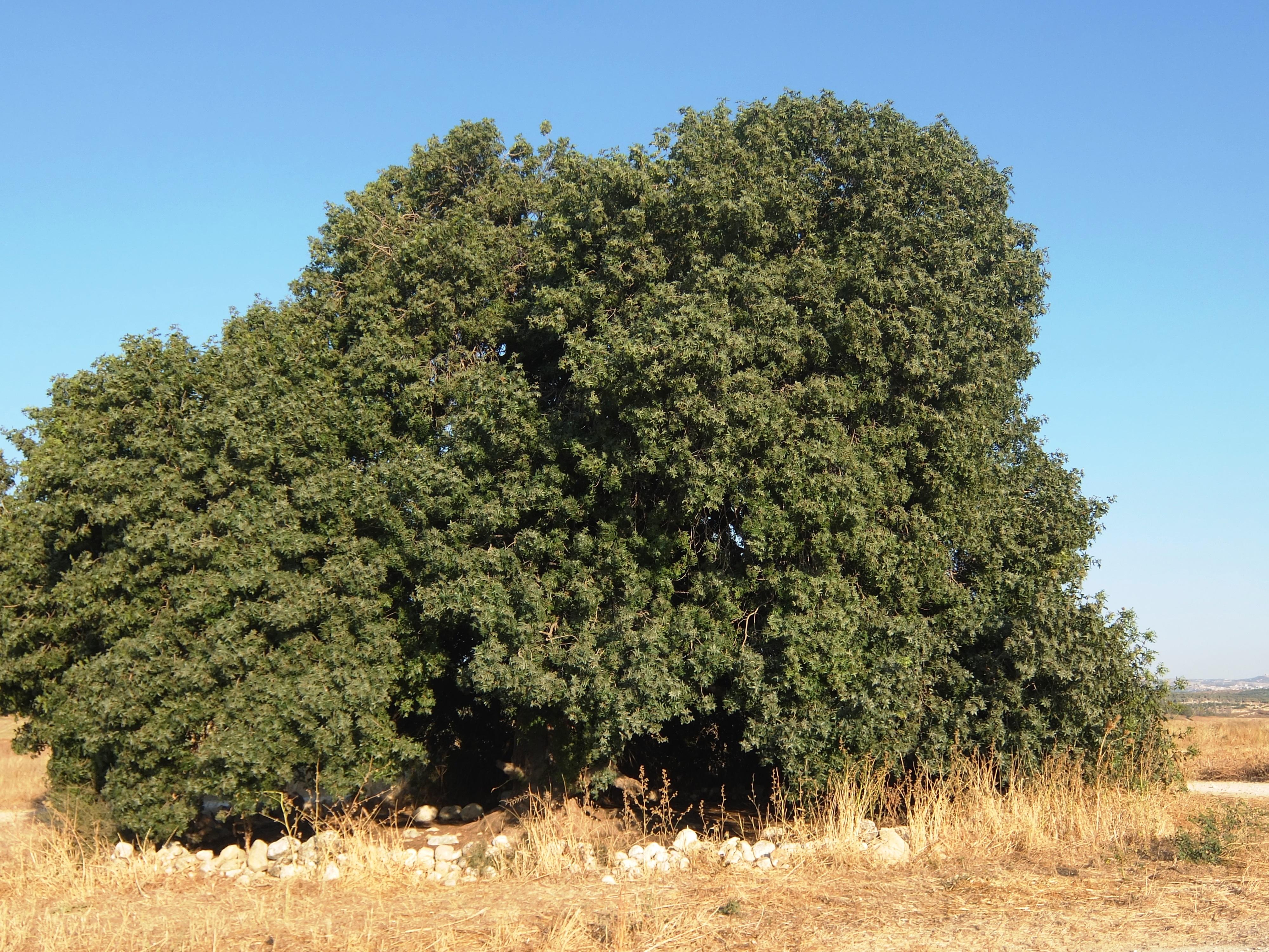 Mt. atlas mastic tree (Pistacia atlantica) Care Guide: Pests, Diseases ...